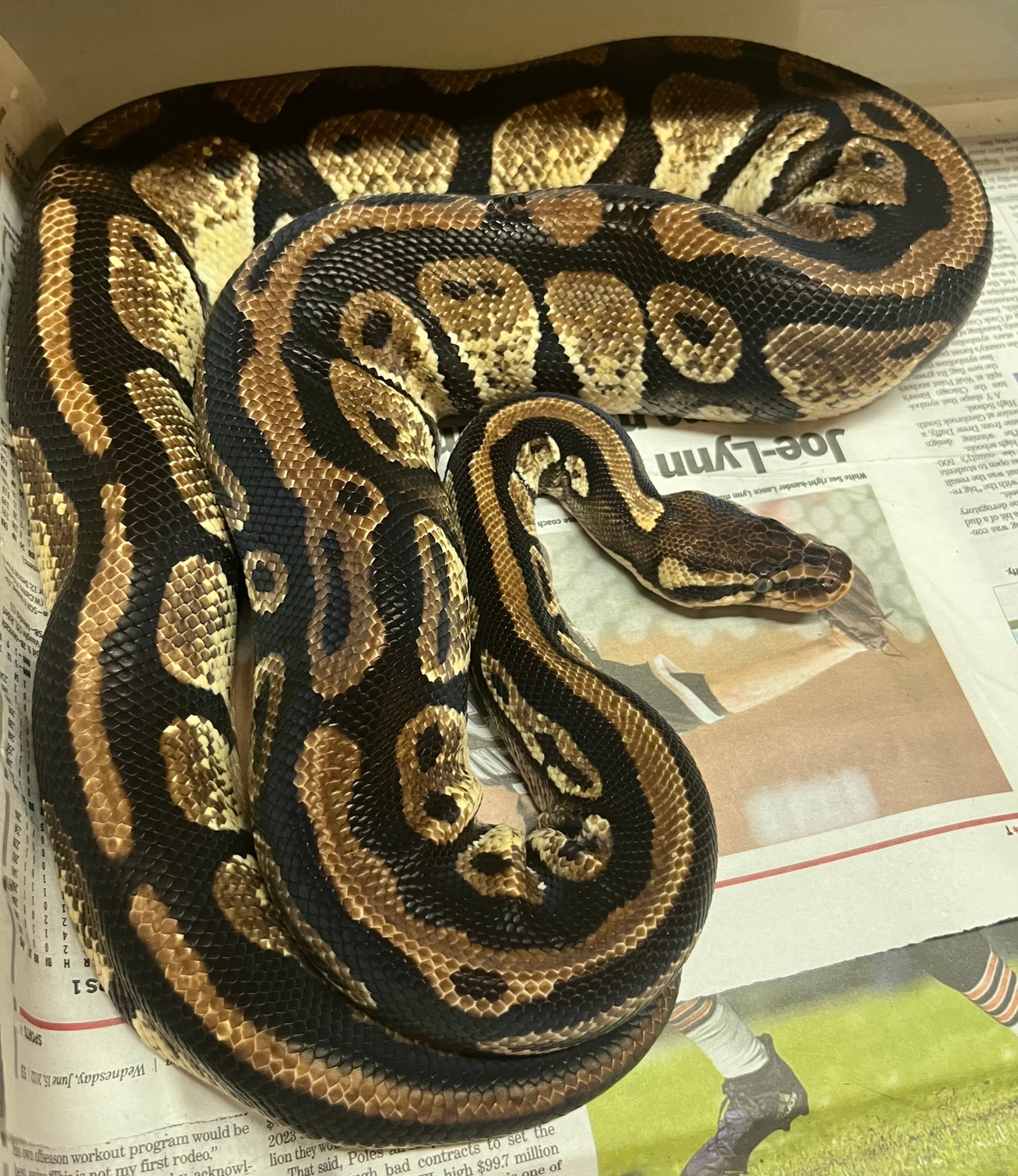 Pastel Poss Blackhead 50% Het Hypo Ball Python by DB Breeders - MorphMarket