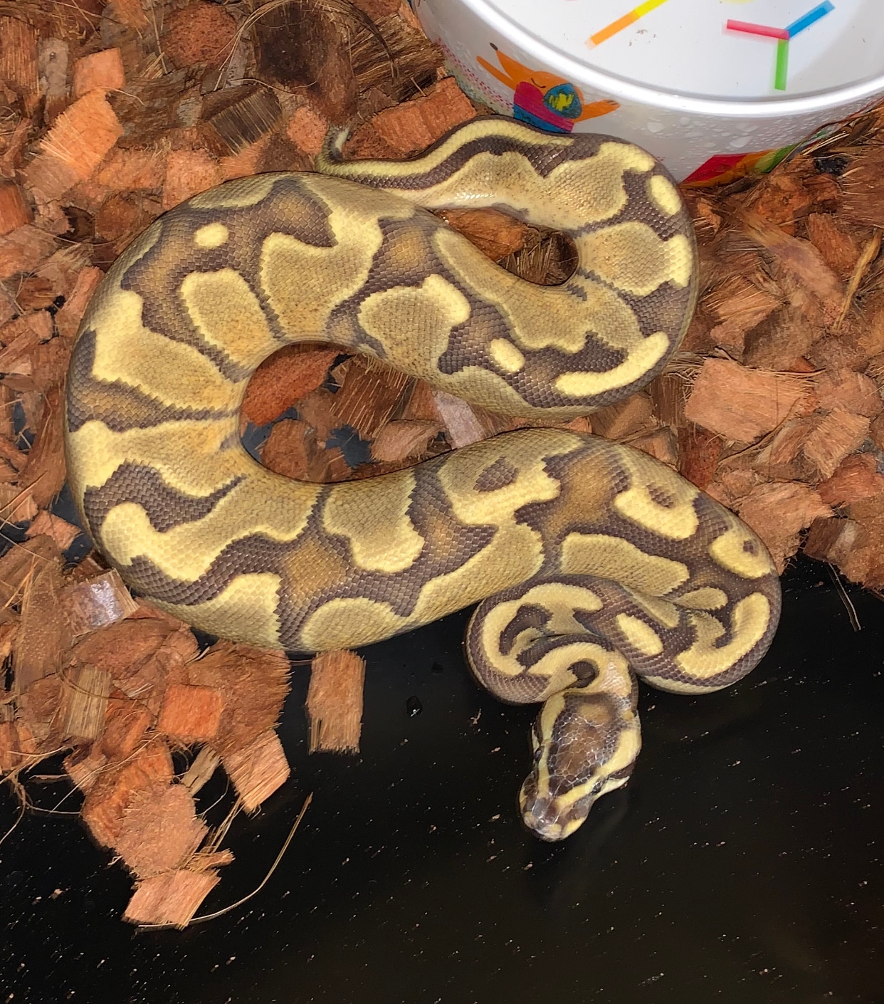 Fire Enchi Het Pied Ball Python by Dry County Reptiles - MorphMarket