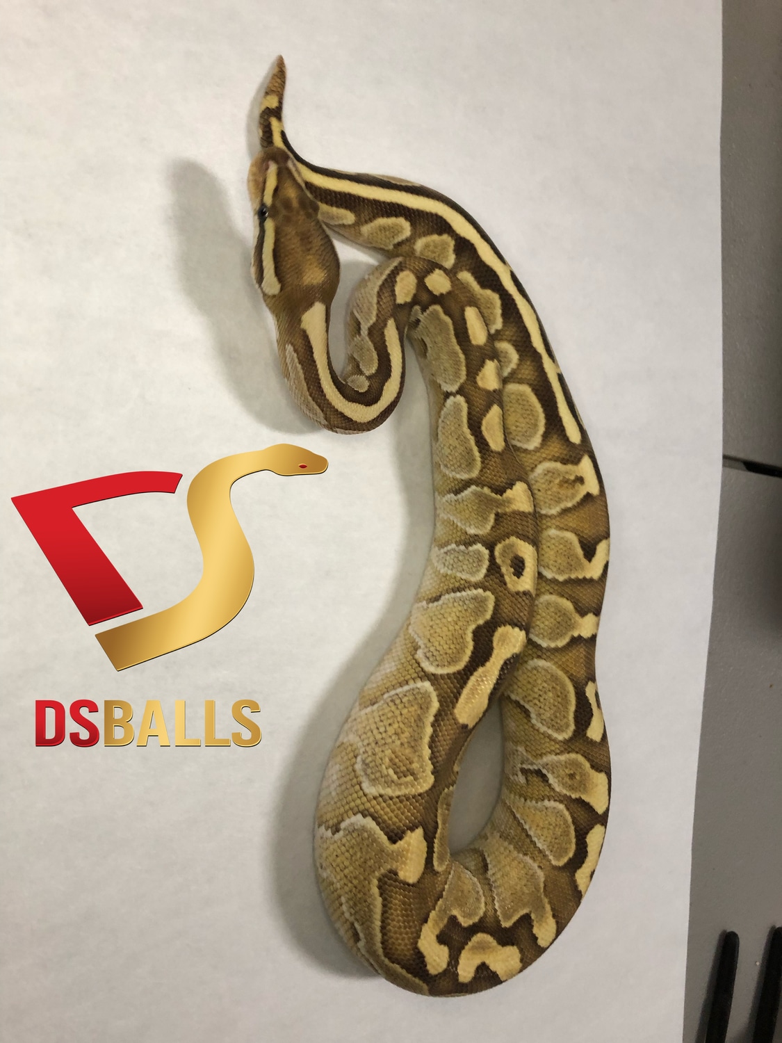 2018 Lesser Spark Ball Python by DexoticS - MorphMarket