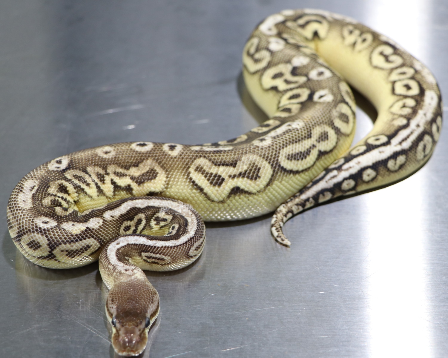 Pastel Cinnamon Hidden Gene Woma Yellowbelly Ball Python by DexoticS ...