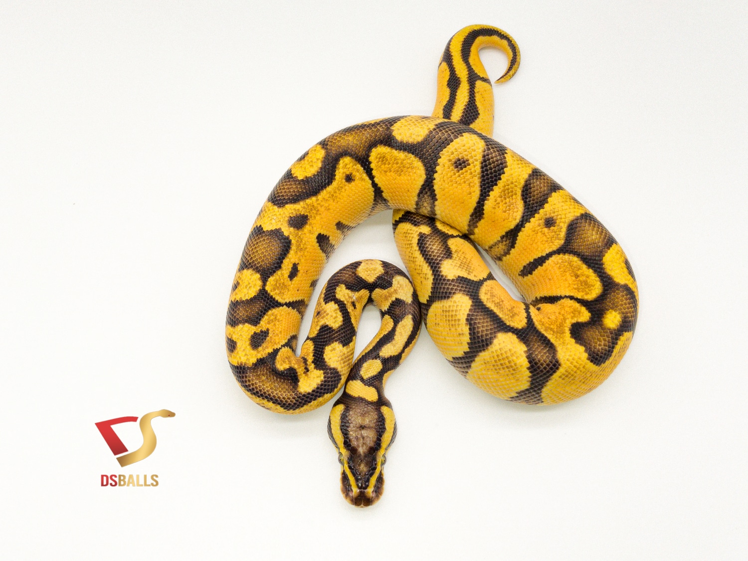 Pastel Vanilla Enchi Yellowbelly Ball Python by DexoticS - MorphMarket