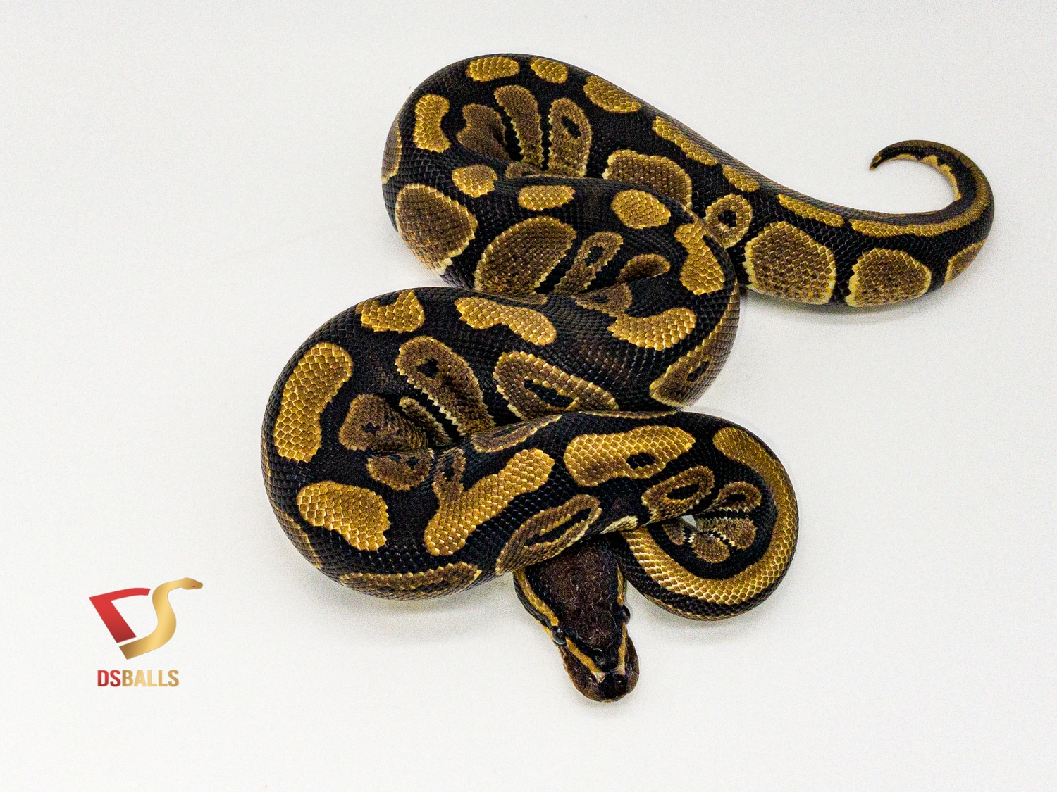 Cypress Ball Python by DexoticS - MorphMarket