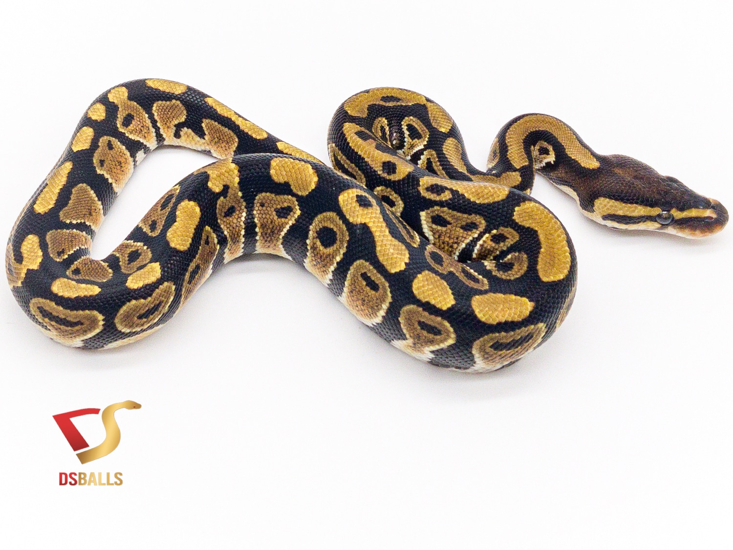 Mystic Het Clown Ball Python by DexoticS - MorphMarket