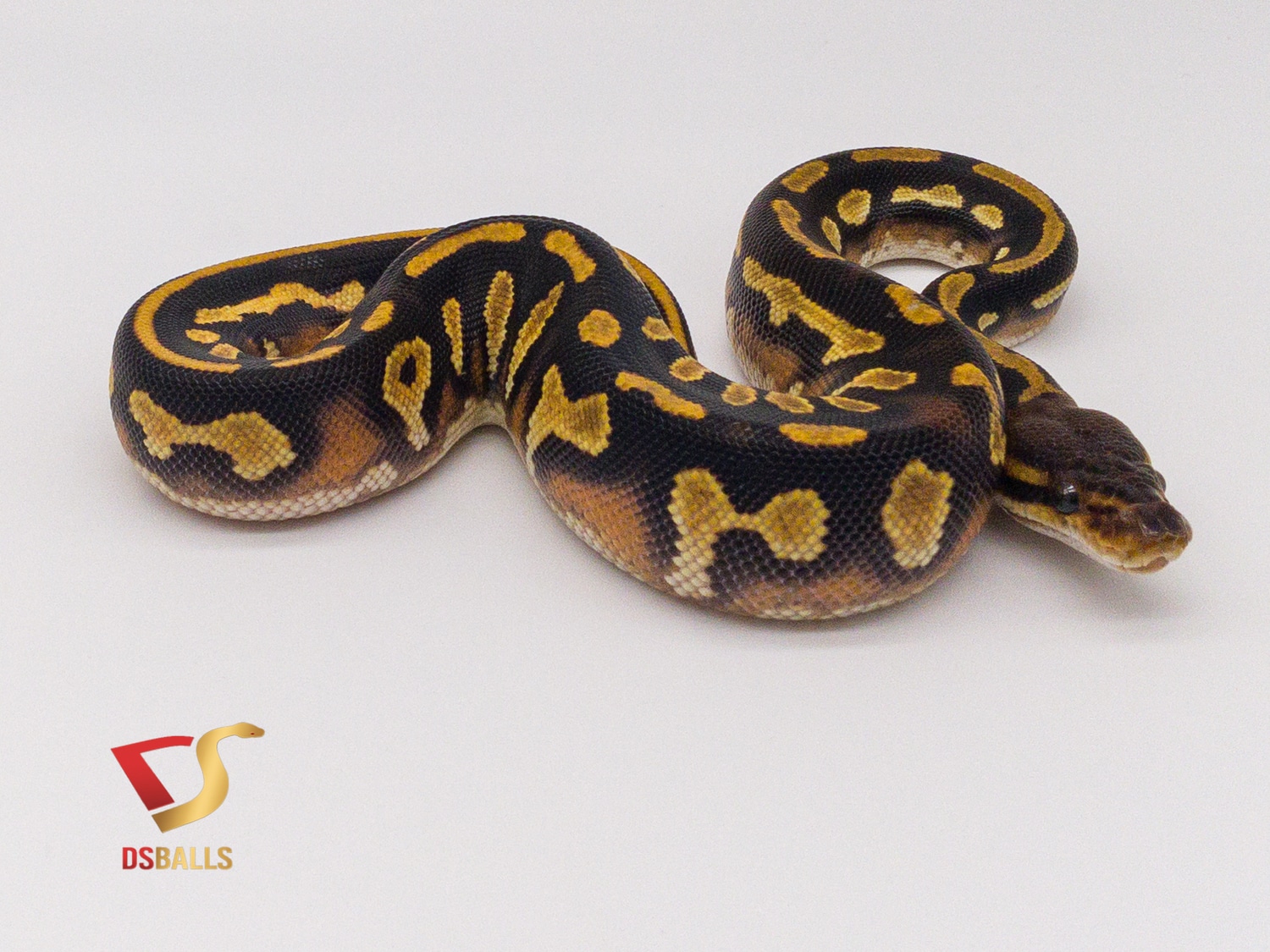 Hi Intensity Orange Dream/ Super Orange Dream Blackhead Cypress ...