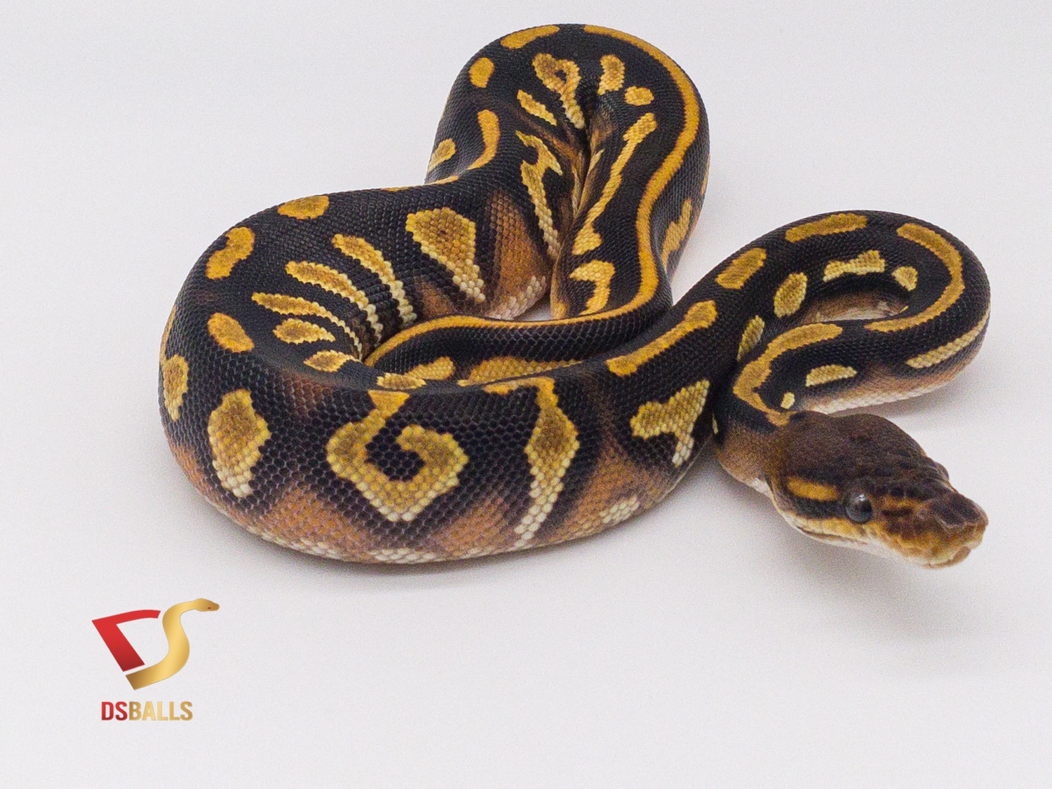 Hi Intensity Orange Dream/ Super Orange Dream Blackhead Cypress ...