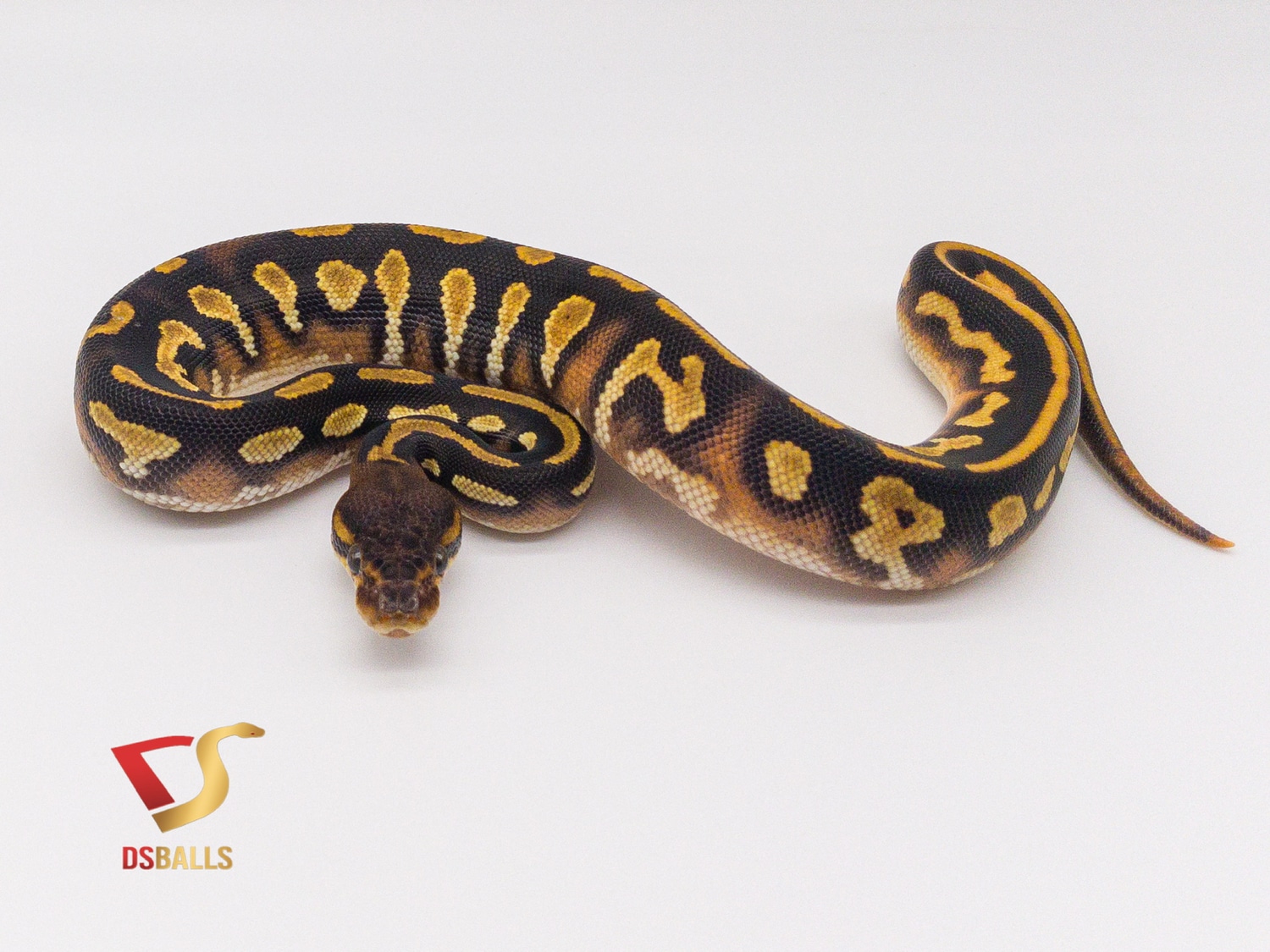 Hi Intensity Orange Dream/ Super Orange Dream Blackhead Cypress ...