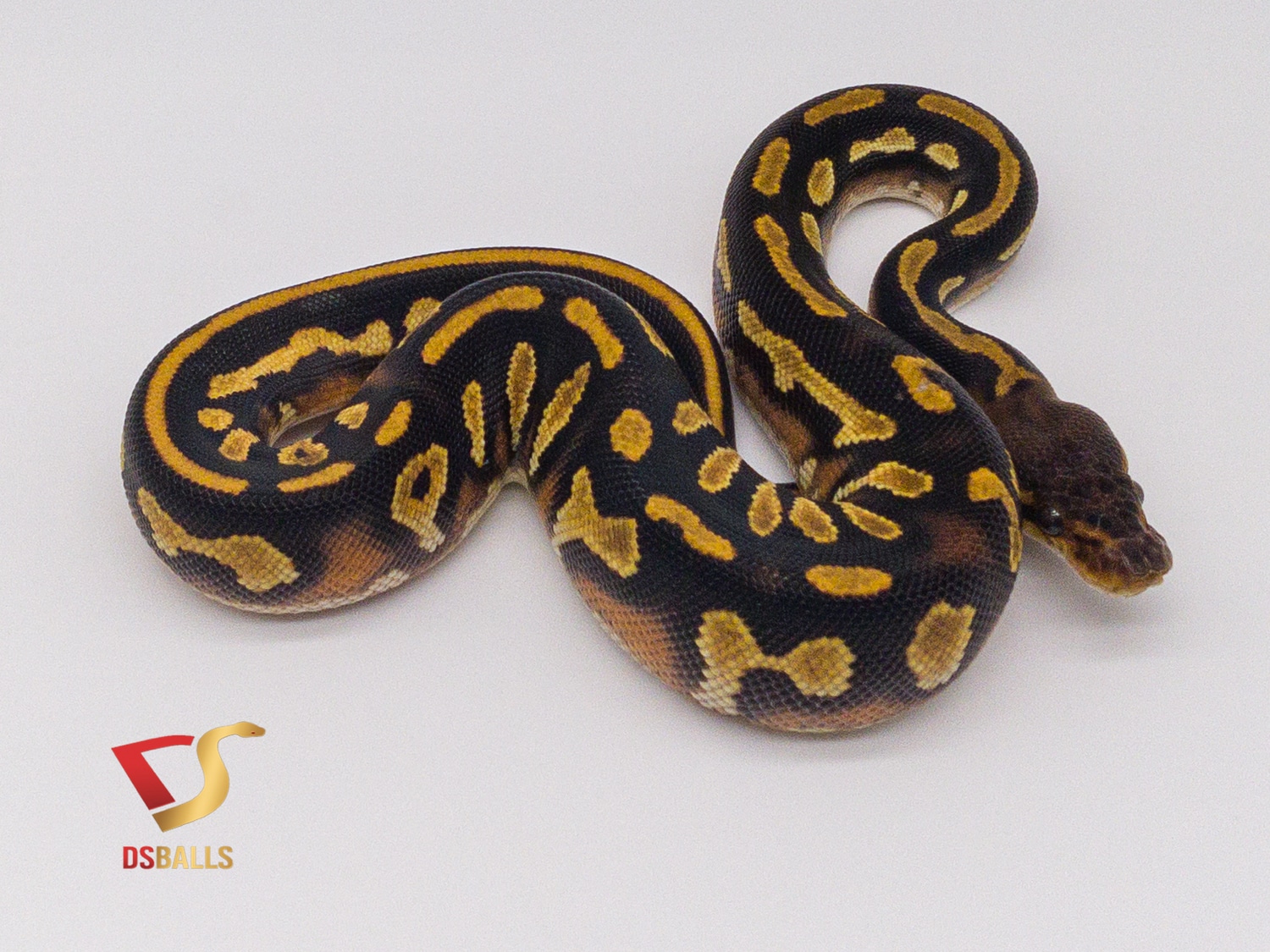 Hi Intensity Orange Dream/ Super Orange Dream Blackhead Cypress ...