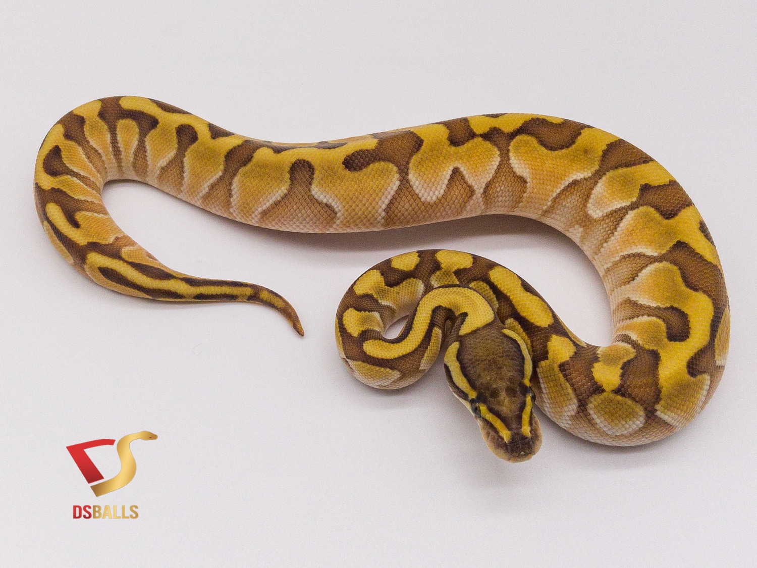 Nr Mandarin Enchi Lesser Ball Python by DexoticS - MorphMarket