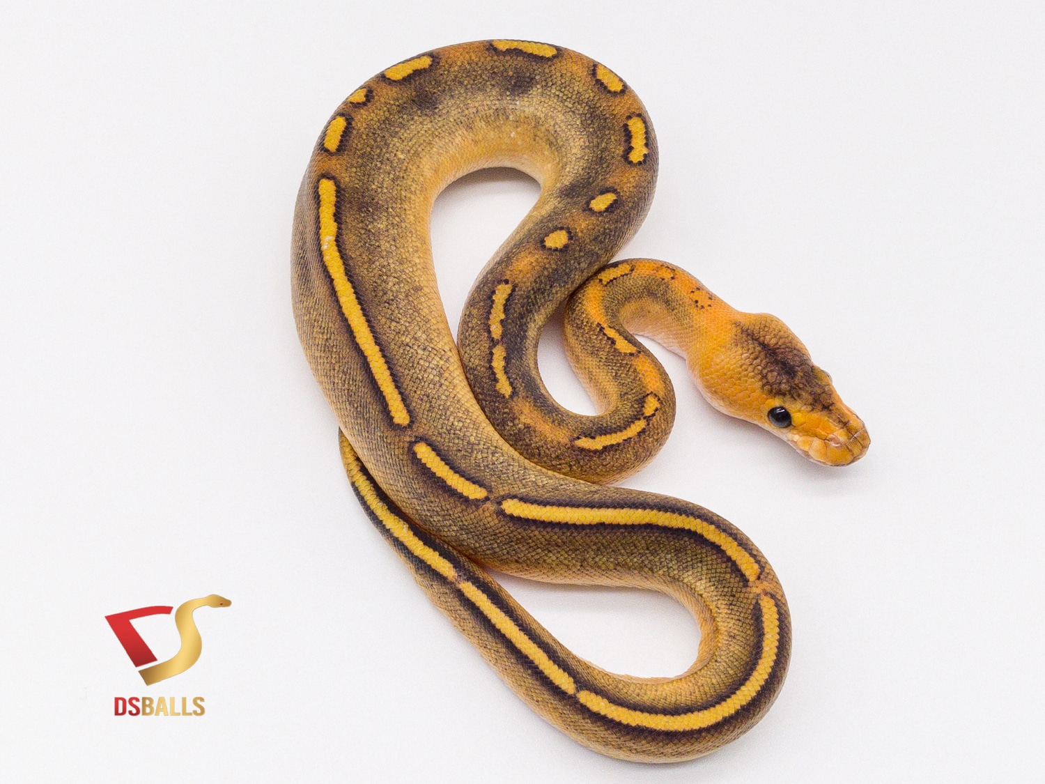 Champagne Yellowbelly Ball Python by DexoticS - MorphMarket