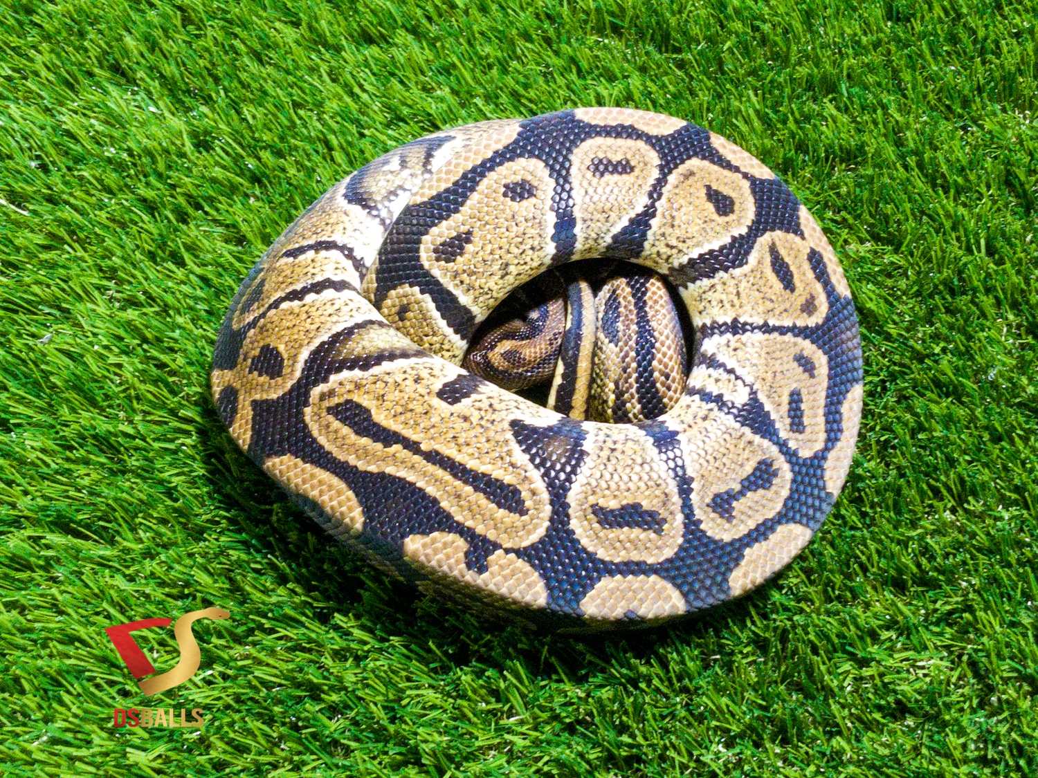 Window Granite Ball Python by DexoticS - MorphMarket