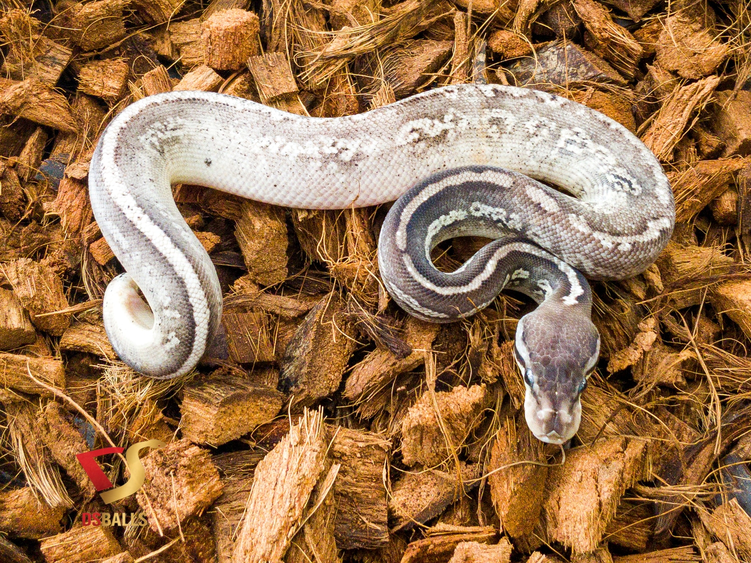 Black Pastel Mocha Citrus Pastel Yellowbelly Het Pied Ball Python by ...