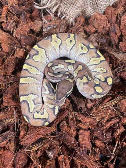 Orange Dream Blackhead Jedi Yellowbelly Ball Python by DexoticS