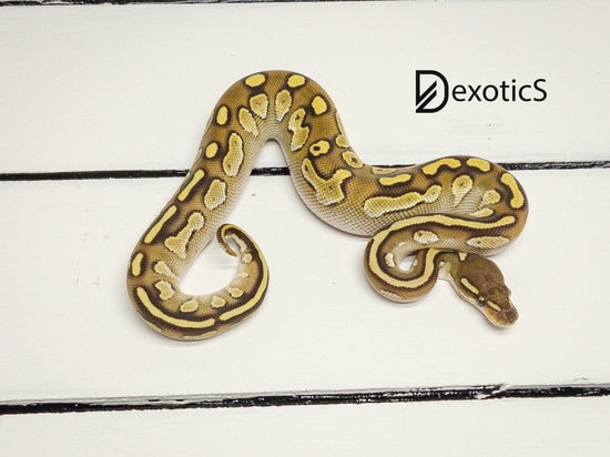 Blackhead Orange Dream Lesser Yellowbelly Jedi Ball Python by DexoticS