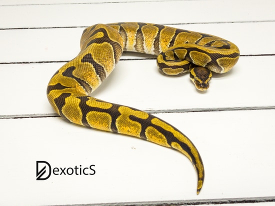 Enchi Nr Mandarin Ball Python by DexoticS