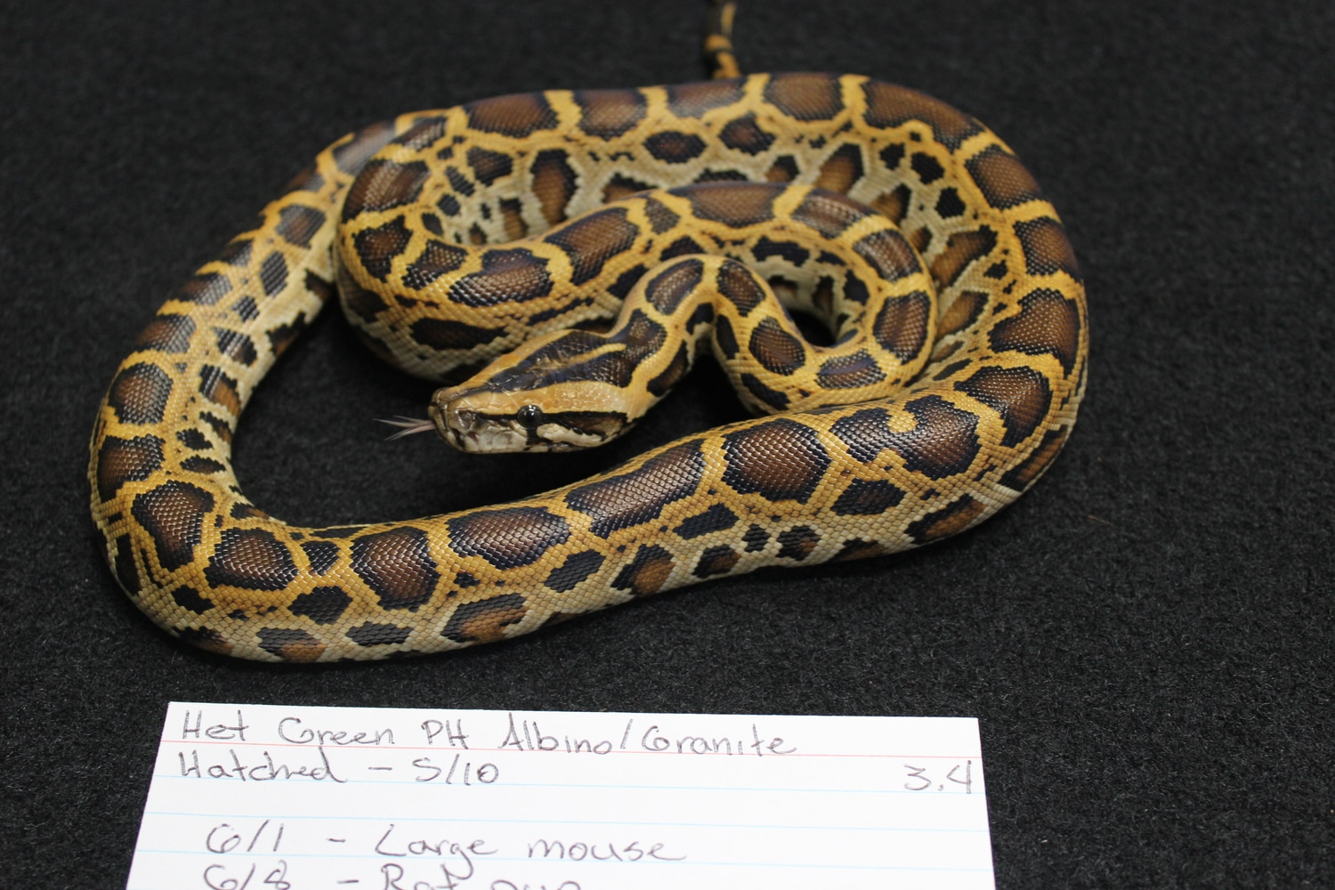 Het Green PH Albino/Granite Burmese Python by D's Balls and Exotics ...