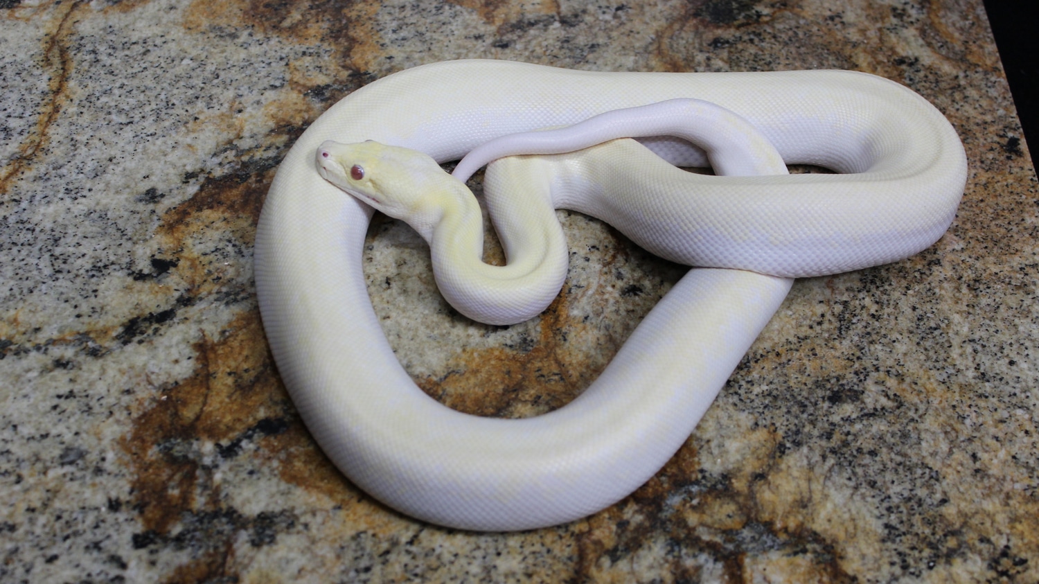 Blizzard Granite Ph Green/Lab Burmese Python by D's Balls and Exotics ...