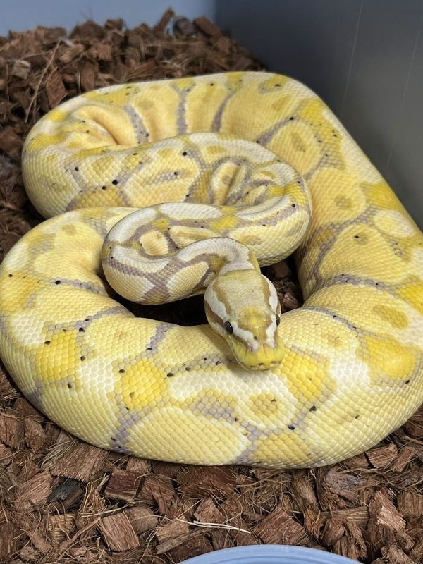 Banana Yellowbelly Ball Python by D's Balls and Exotics - MorphMarket