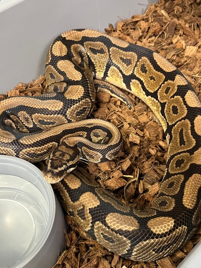 Spotnose Het Puzzle Ball Python by D's Balls and Exotics