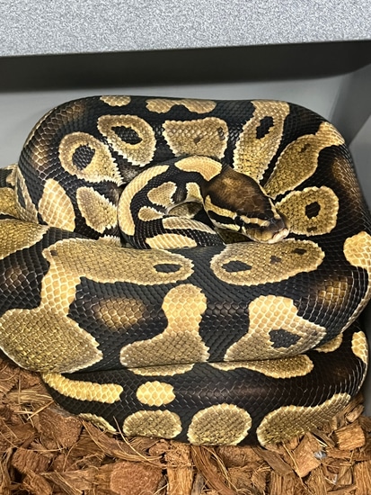 DH Hypo Puzzle Ball Python by D's Balls and Exotics