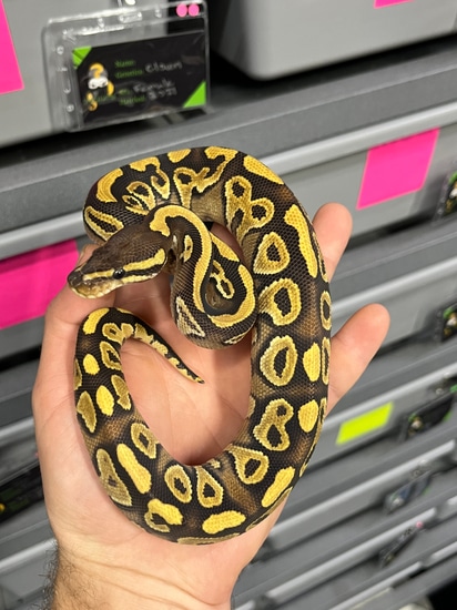 Mojave Yellowbelly 66% Het Puzzle Ball Python by D's Balls and Exotics