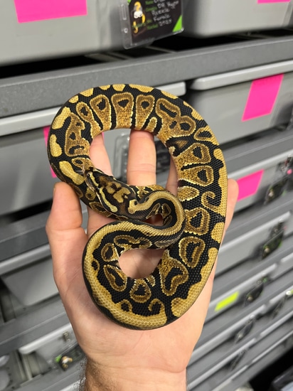 Spotnose 66% Het Puzzle Ball Python by D's Balls and Exotics
