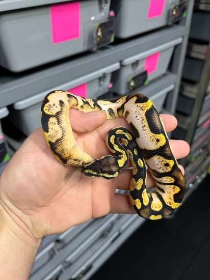 Pastel Sugar Ball Python by D's Balls and Exotics