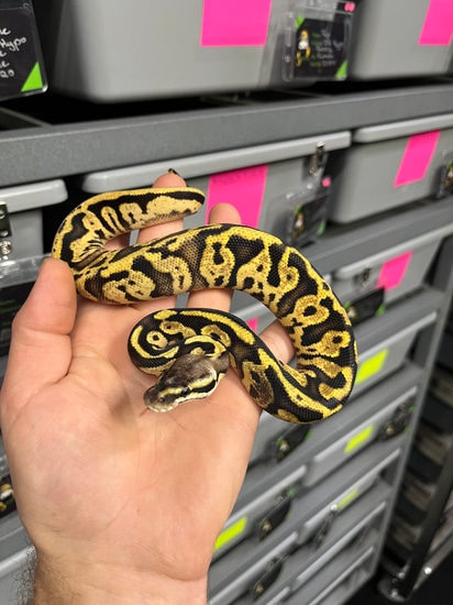Pastel Leopard Sugar Ball Python by D's Balls and Exotics