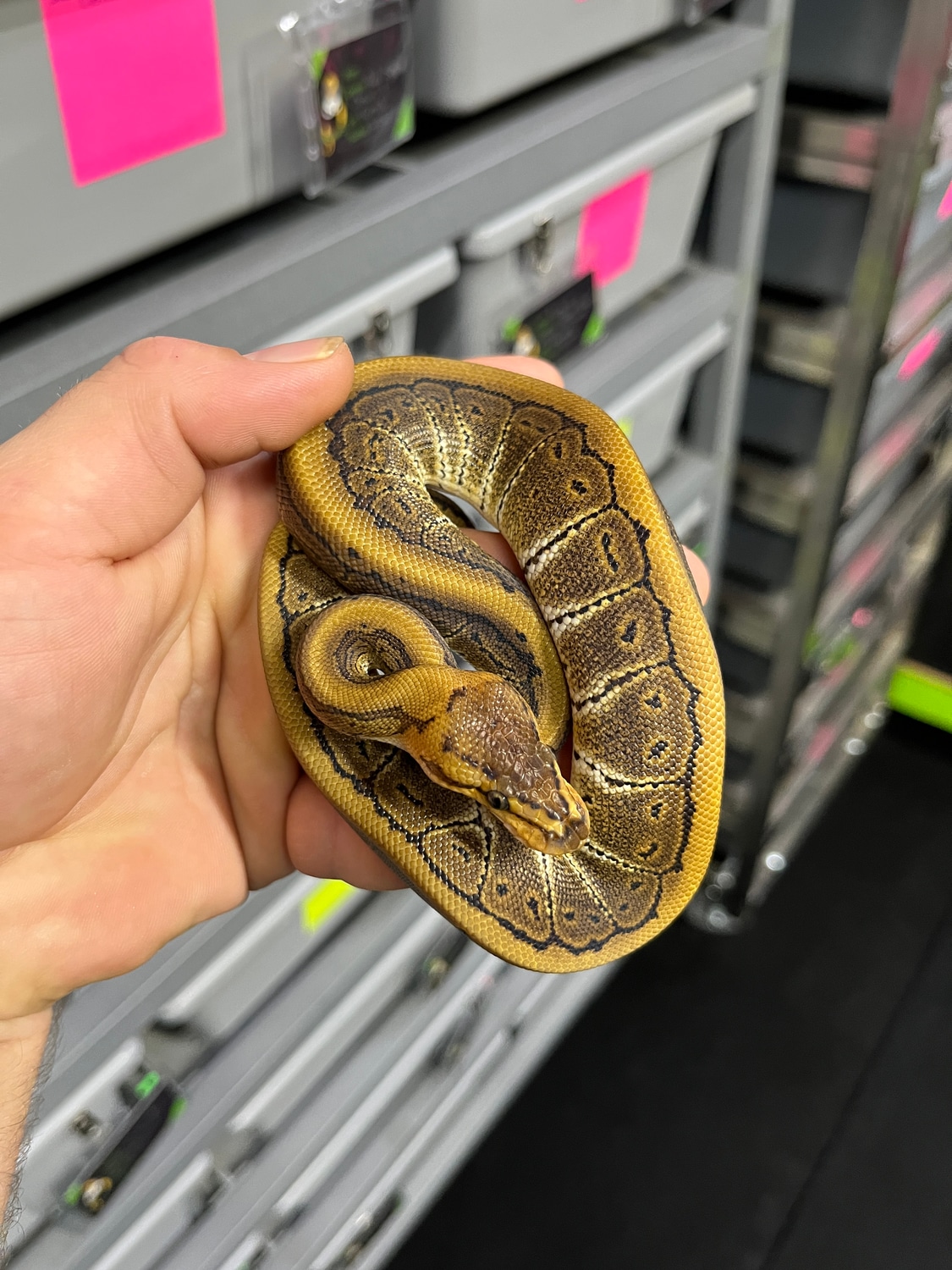 Redstripe Pinstripe Het Clown Ball Python by D's Balls and Exotics ...