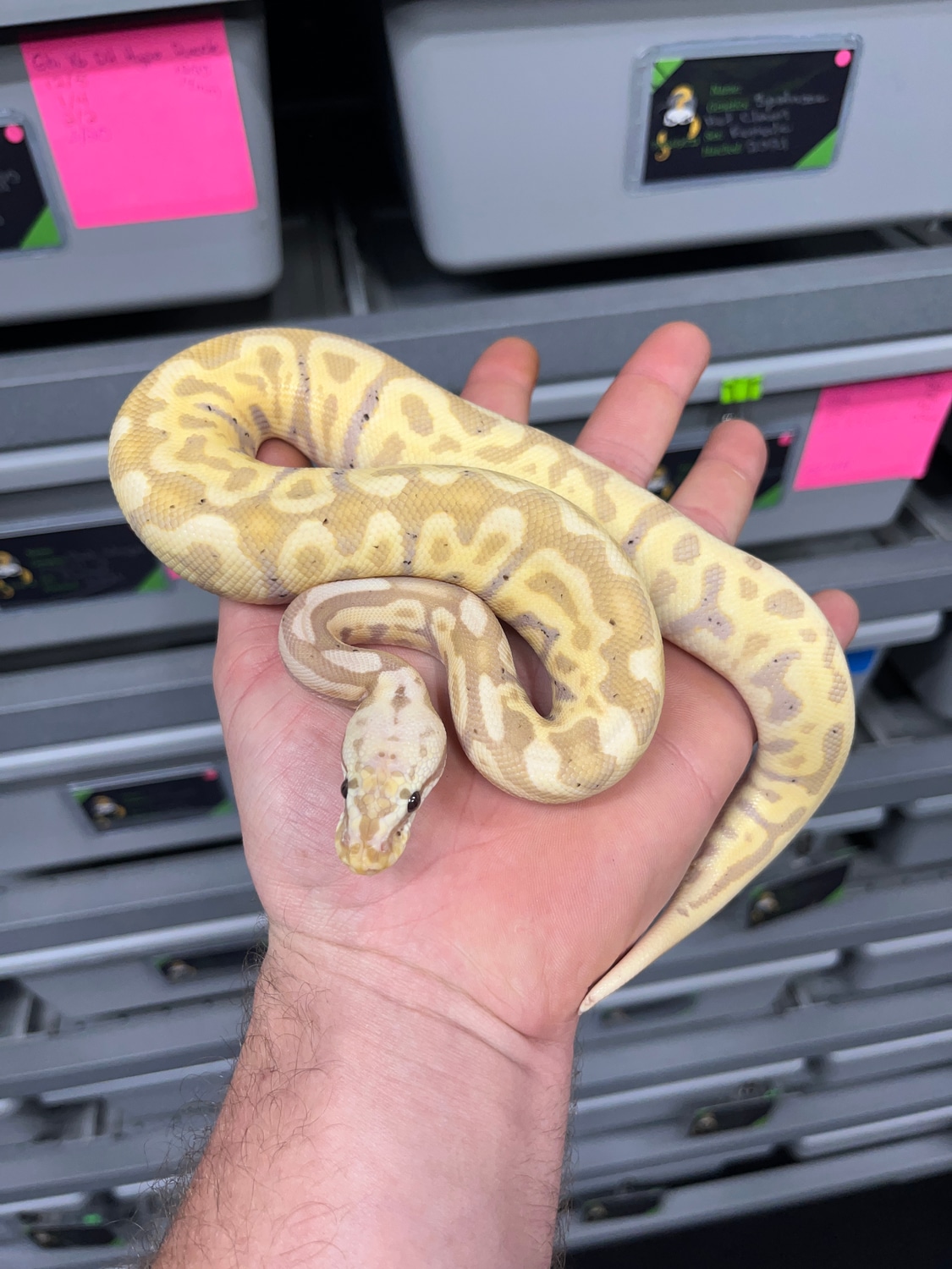 Coral Glow Pastel Spotnose Leopard Poss. Milano Ball Python by D's ...