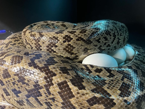 Granite DH Albino Green Ph Labyrinth Burmese Python by D's Balls and Exotics