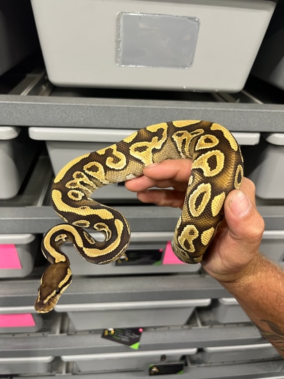 Mojave Yellowbelly 66% Het Puzzle Ball Python by D's Balls and Exotics