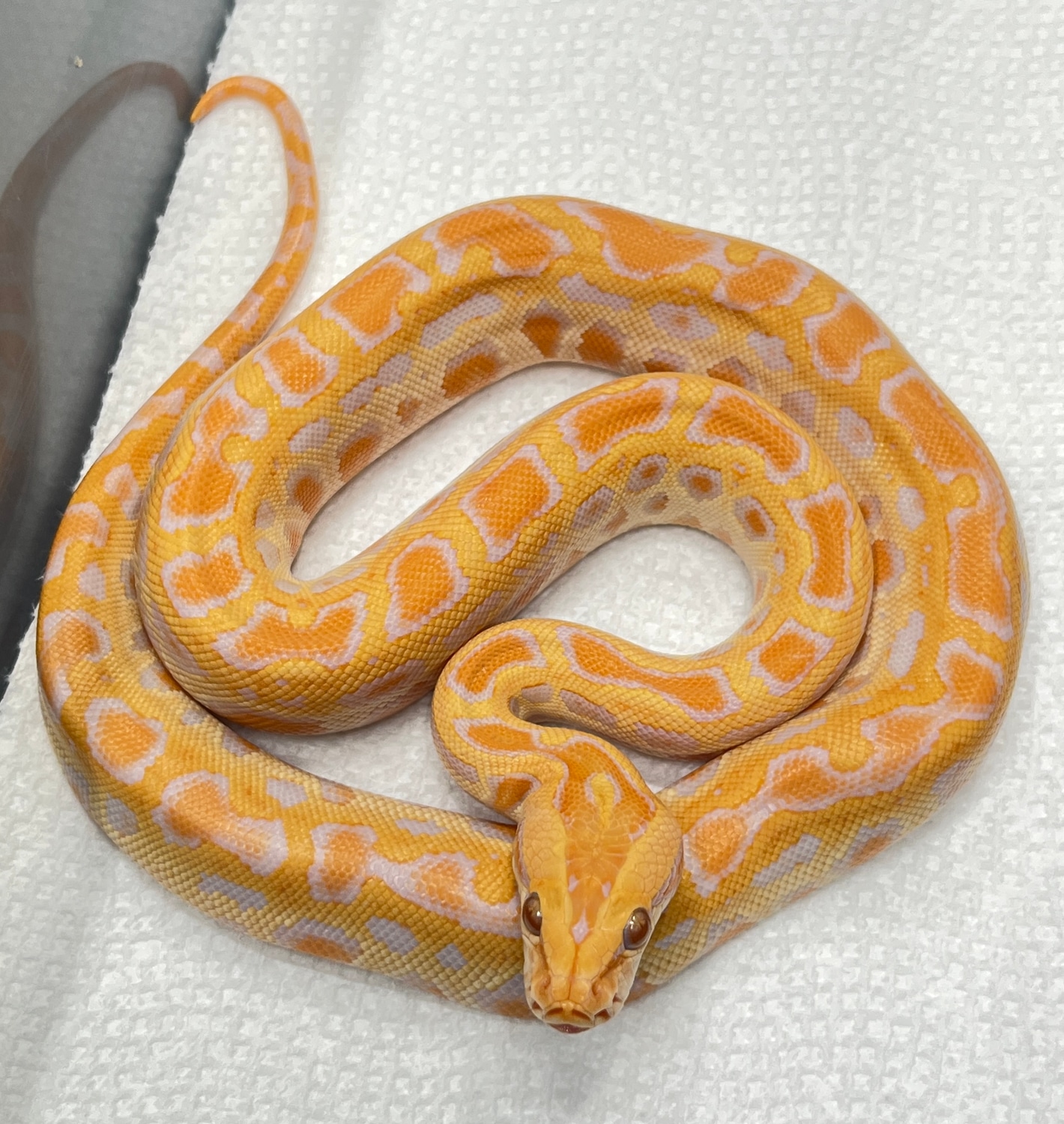 Albino Het Green 66% Het Granite Burmese Python by D's Balls and ...