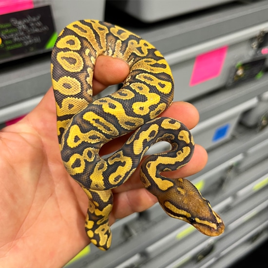 Fire Gravel/Yb Orange Ghost Ball Python by D's Balls and Exotics