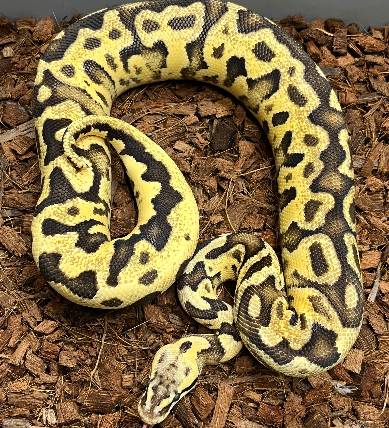 Enchi Leopard Firefly Ph Clown Ball Python by D's Balls and Exotics ...