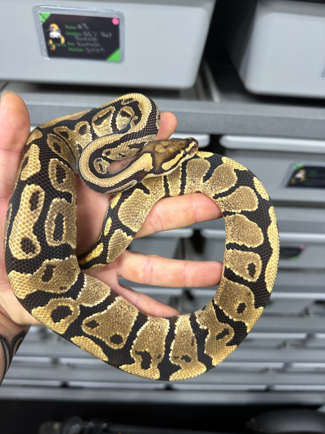 Fire Poss DH Clown Pied Ball Python by D's Balls and Exotics - MorphMarket