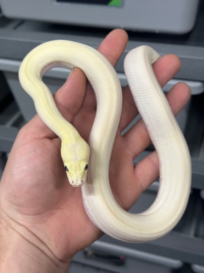 Ivory DH Labyrinth Granite PH Albino Green Burmese Python by D's Balls ...