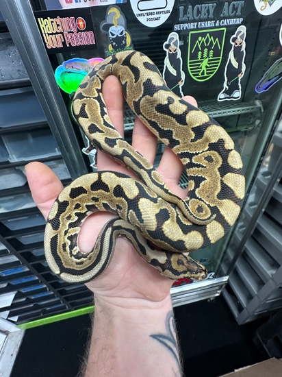 Spotnose Puzzle 66% Het Hypo Ball Python by D's Balls and Exotics