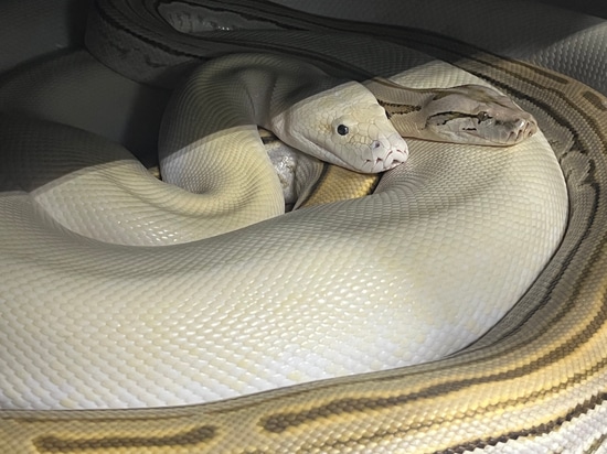 Ivory Granite Het Albino Ph Green Labyrinth Burmese Python by D's Balls ...