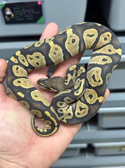 Blackhead Orange Ghost Ball Python by D's Balls and Exotics