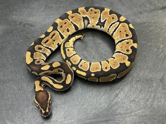 POS DH Hypo Puzzle Ball Python by D's Balls and Exotics