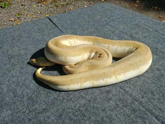 Pastel Pinstripe Lesser Spider Ball Python by Dsballsdeepinpythons