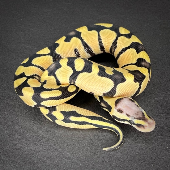 Pastel Desert Ghost Ball Python by Chromatix