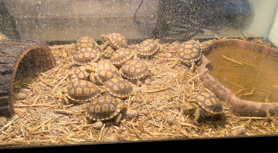 Hatchlings!! Sulcata Tortoise by Shelby’s Shells