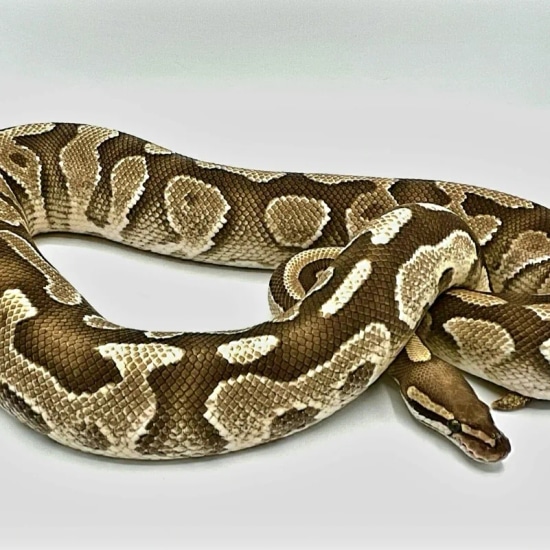 Vanilla Mojave YB/Asphalt Ball Python by Renegade Royals