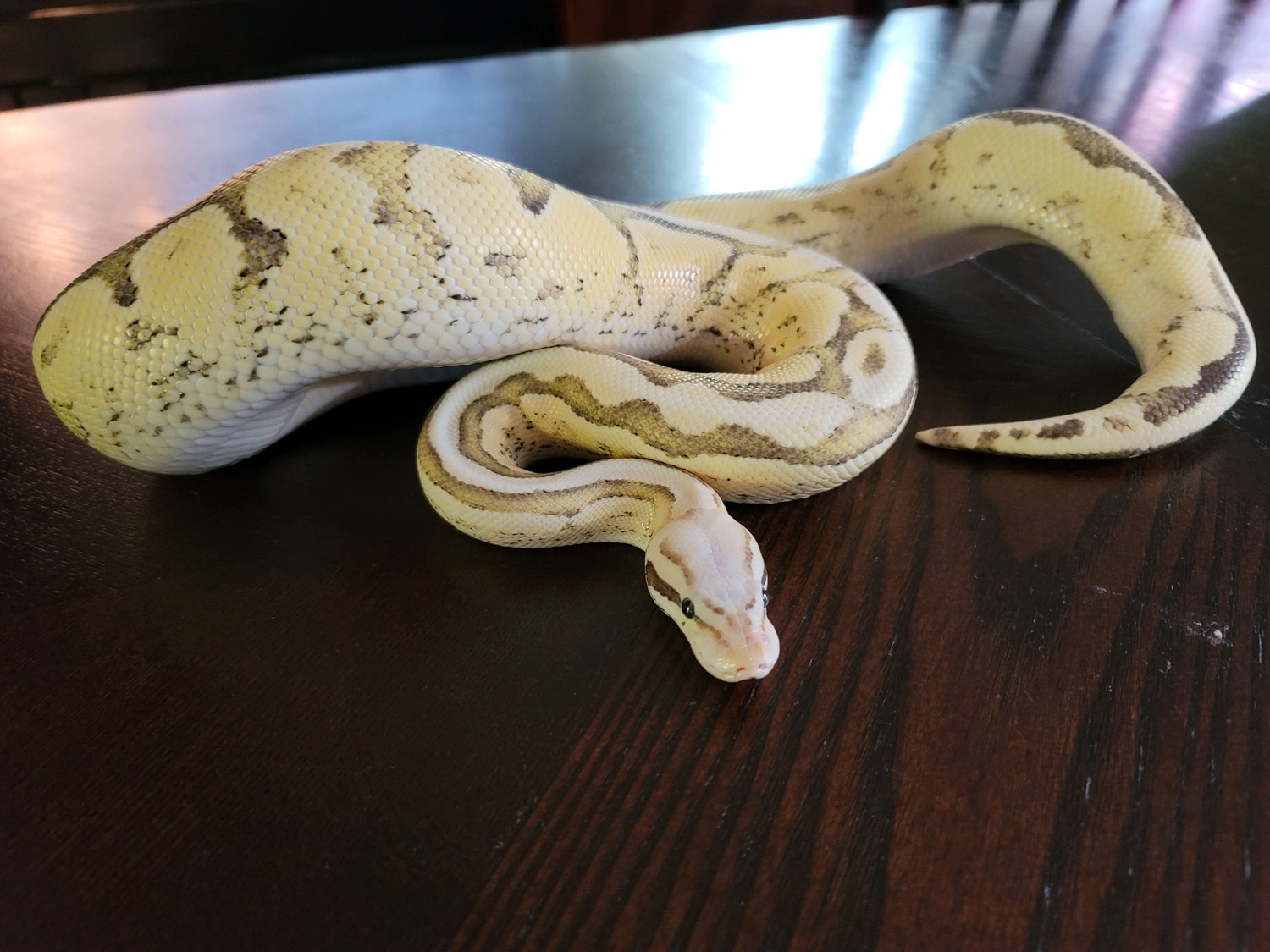 Vanilla Scream Ball Python by Garden Of Eden Reptiles LLC - MorphMarket