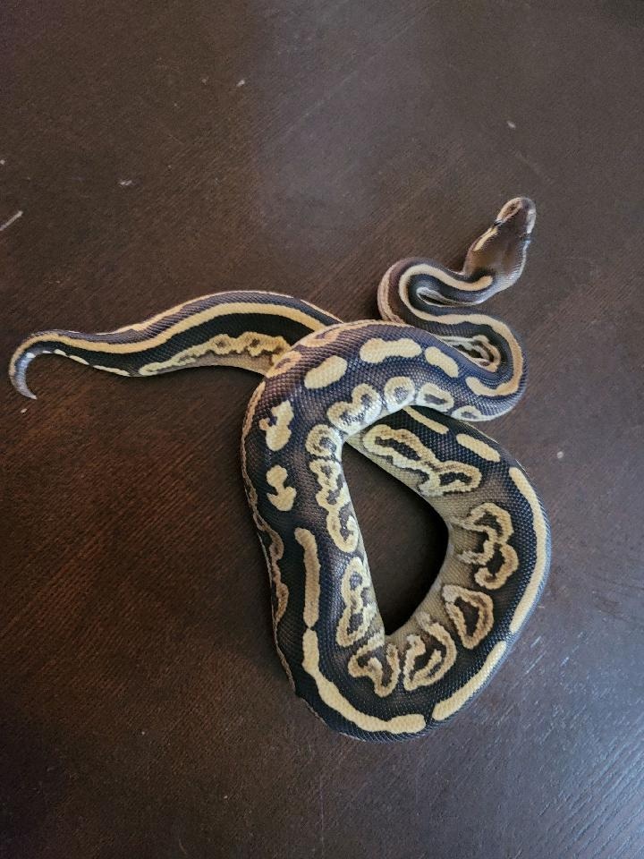 Black Magic Ball Python by Garden Of Eden Reptiles LLC - MorphMarket