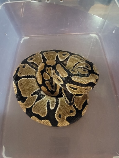 Het Clown Ball Python by Garden Of Eden Reptiles LLC