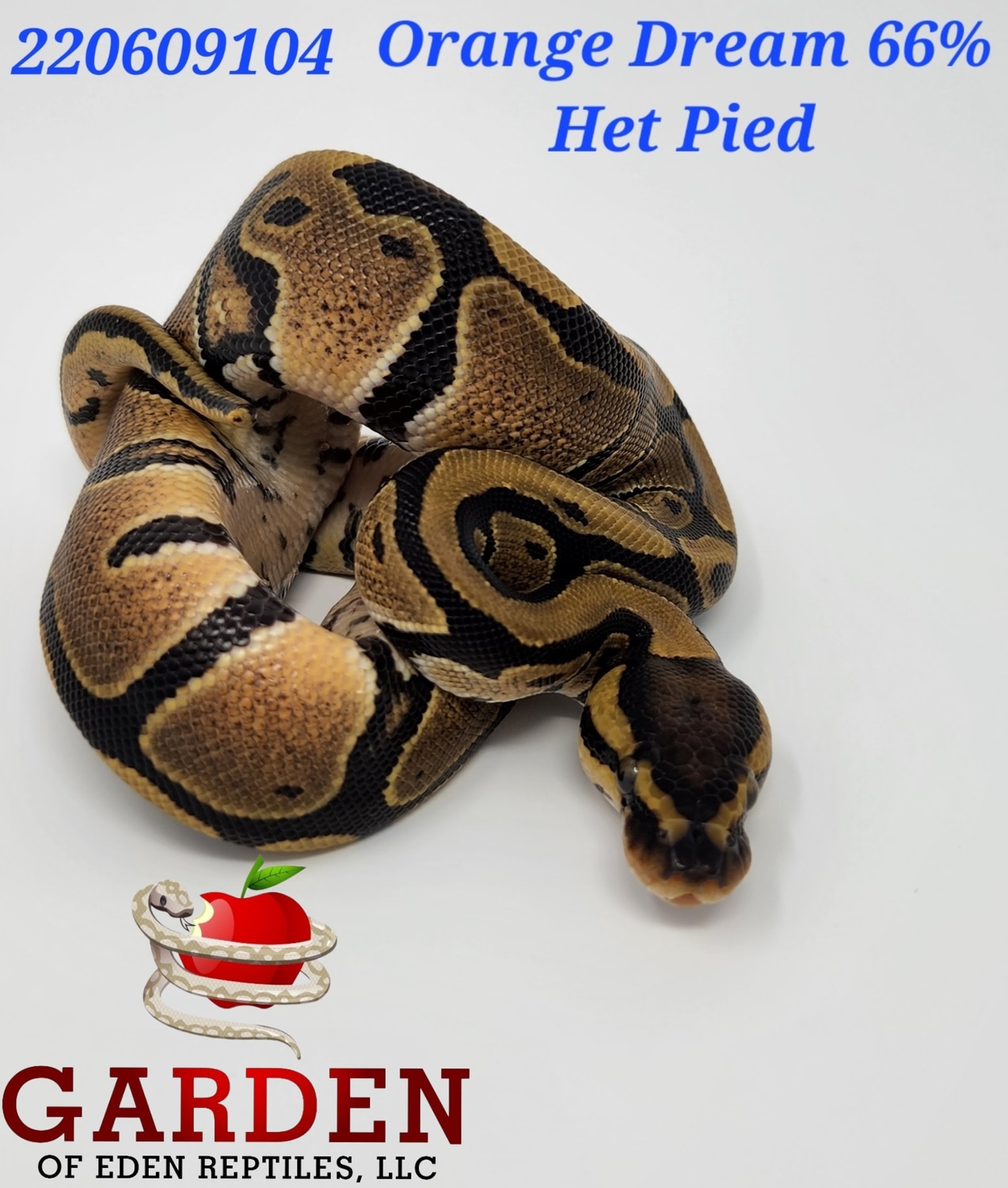 Orange Dream 66% Het Pied Ball Python by Garden Of Eden Reptiles LLC ...