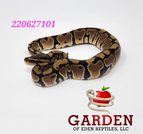Blade Het Clown Ball Python by Garden Of Eden Reptiles LLC