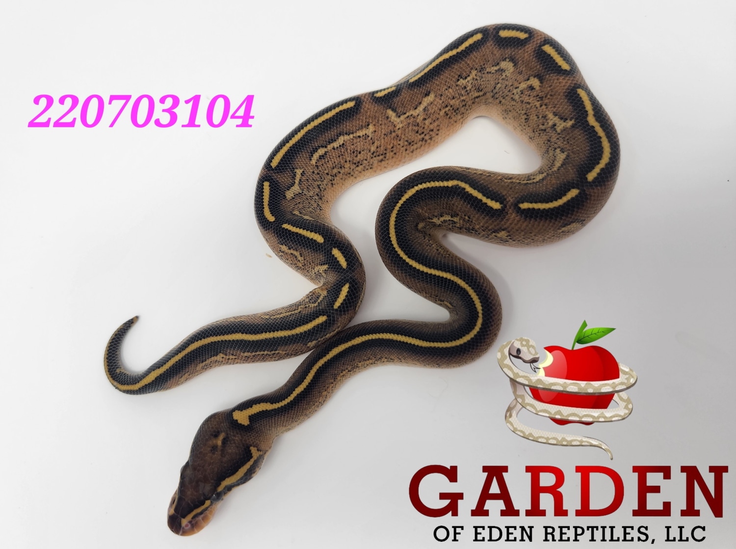 Freeway Ball Python by Garden Of Eden Reptiles LLC - MorphMarket